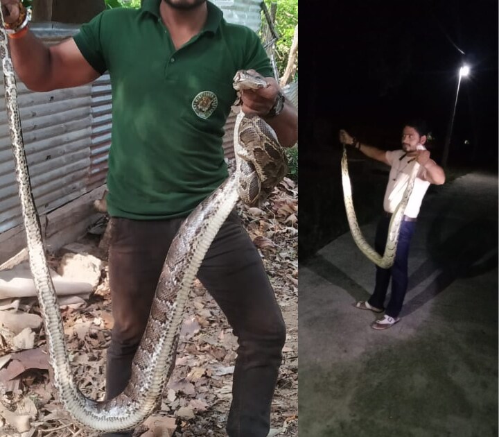 VIDEO: पुलिस थाने में 15 फीट का पाइथन, मची अफरा-तफरी, ऐसे आया पकड़ में ...