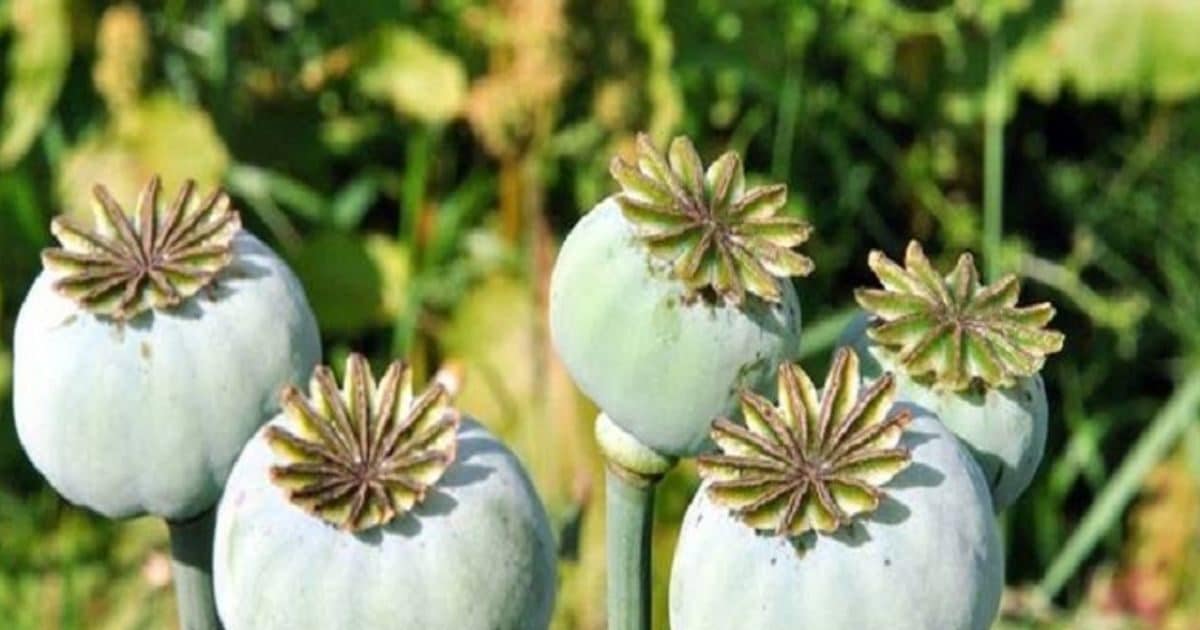 अफीम की खेती के लिए कैसे मिलते हैं बीज और लाइसेंस? कैसे करें खेती की ...