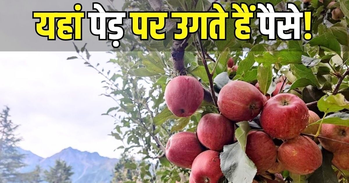 Village of millionaires apple made himachal madavag richest village in ...