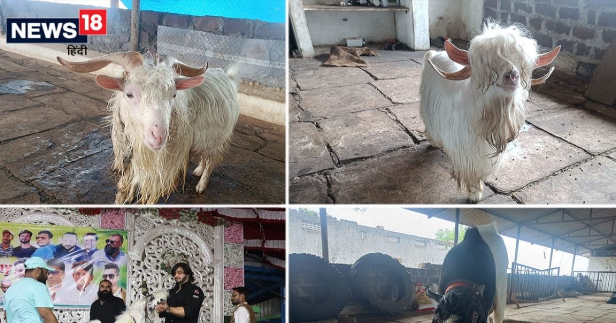 Amazing bakrid goat worth 12 lakhs available in bhopal weight 174 kg ...