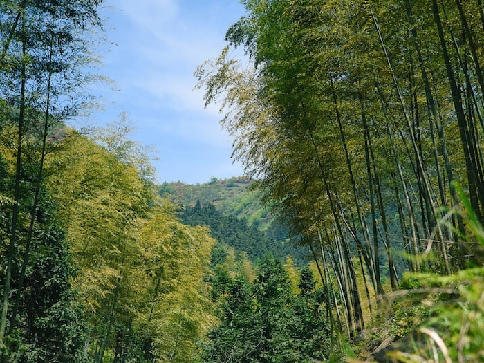 बांस बन सकते हैं अक्षय ऊर्जा के बहुत बड़े स्रोत - Bamboo plants can ...