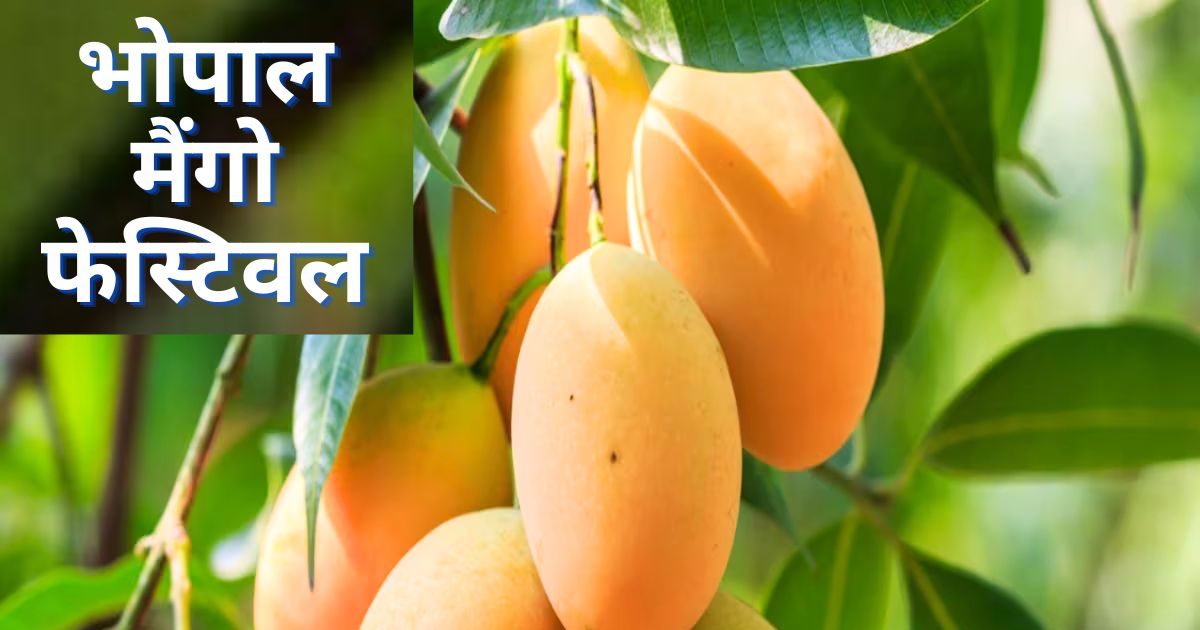 नूरजहां, सुंदरजा, केसर या दशहरी..., जो चाहें वह आम खा सकते हैं, कल से ...