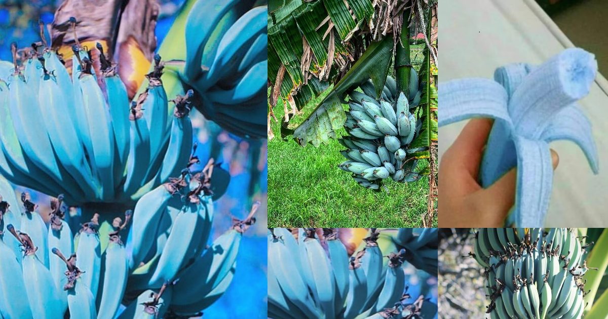 PHOTOS: हरा-पीला नहीं...नीला केला! क्या आपने कभी देखा है? स्वाद वैनिला आइसक्रीम जैसा, कहां मिलता ...