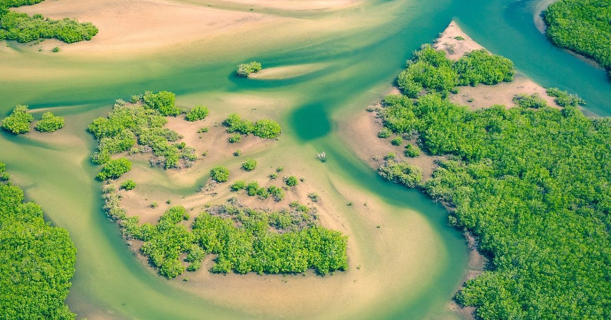 Climate change can be mitigated by restoring coastal ecosystems - तटों ...