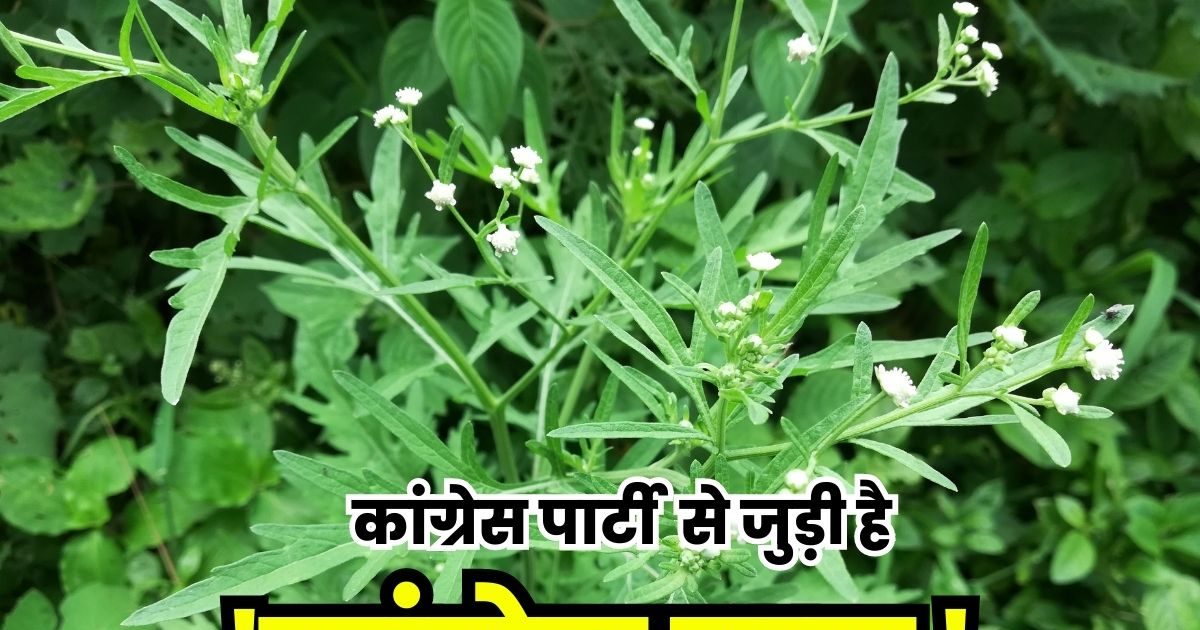 Congress के नाम पर कैसे पड़ा घास का नाम? एक बार उग जाए तो खत्म करना ...