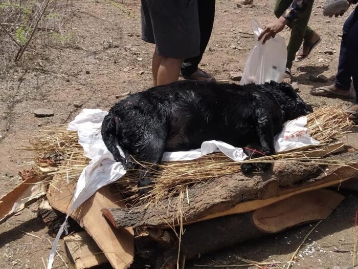 Unique love for dog funeral procession on death of pet last rites ...