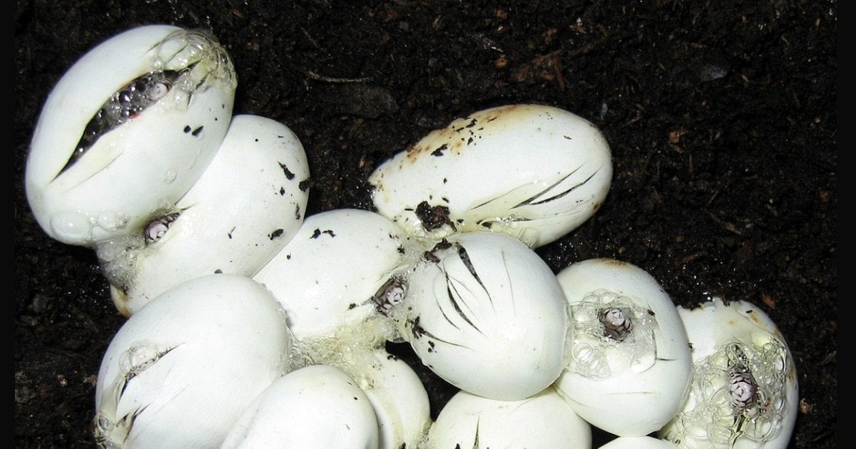 Reptile or the egg which come first new evidence give new insight to ...