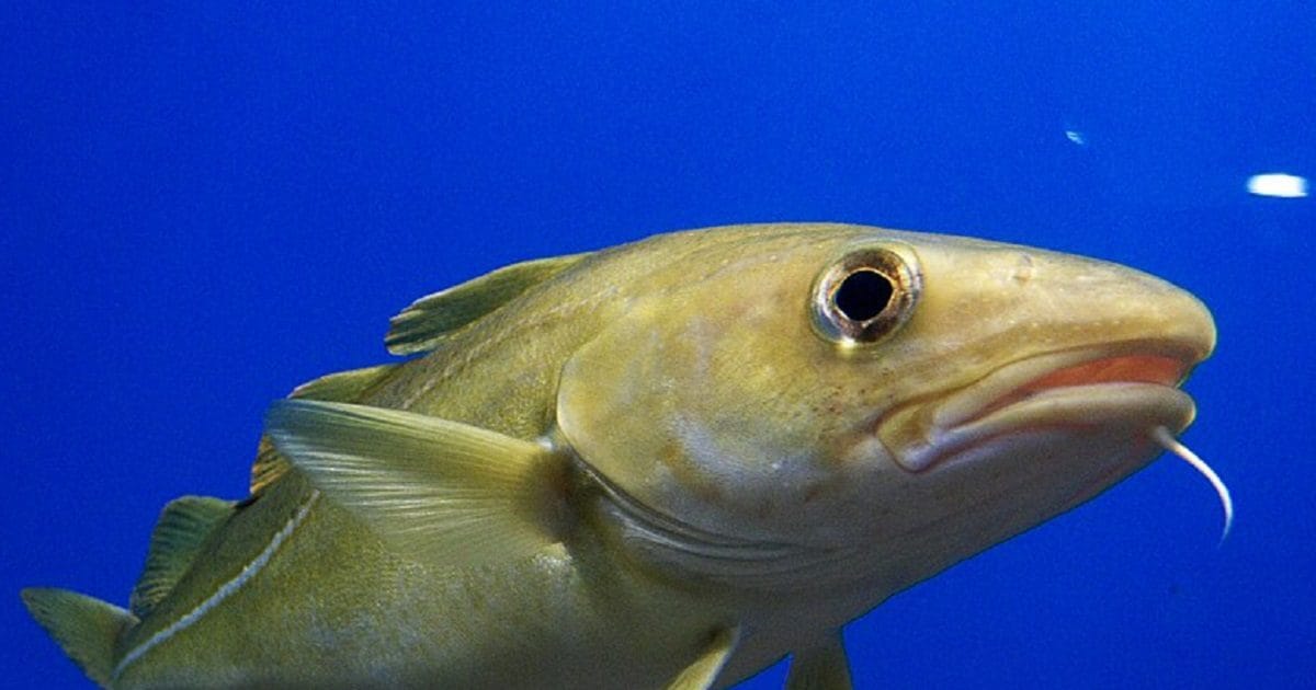Fish evolution happens in decades, not millions of years - करोड़ों ...