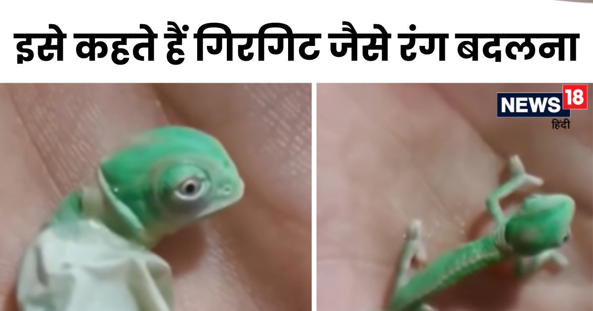 2 करोड़ से ज्यादा बार देखा गया ये वीडियो, अंडे से निकला गिरगिट का बच्चा ...