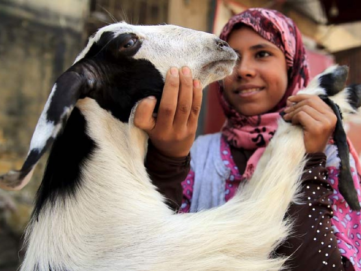 दिल्ली-NCR सहित यूपी-बिहार के बकरा मंडियों में इन नस्लों के बकरों की ...