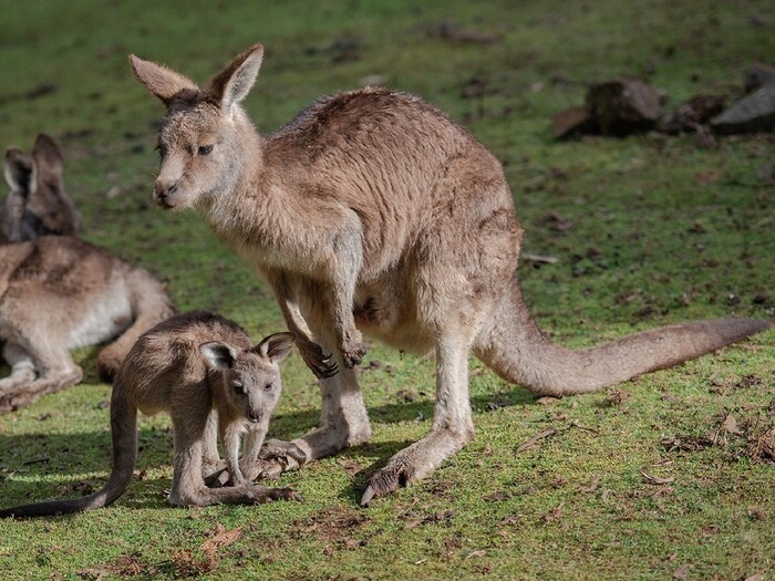 Evolution The Kangaroos ancestors did not used to hop key change - नहीं ...