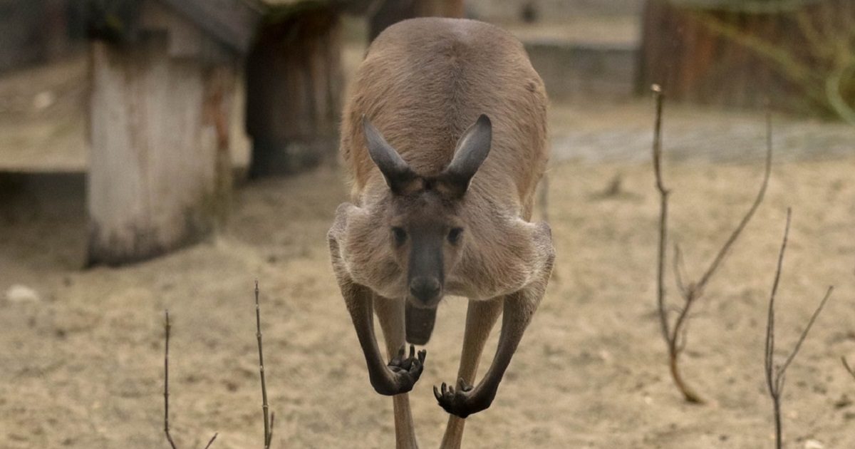 Evolution The Kangaroos ancestors did not used to hop key change - नहीं ...