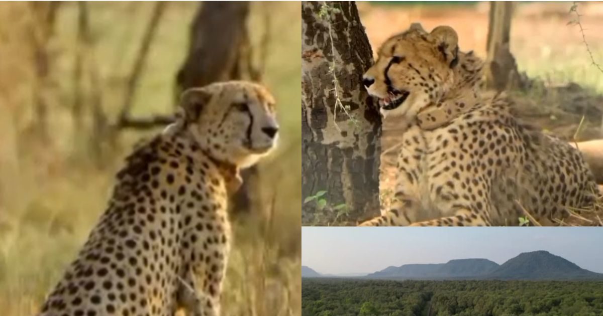 PHOTOS: कूनो नेशनल पार्क में कम पड़ रही जगह, जानिए किस चीते ने छोड़ा ...