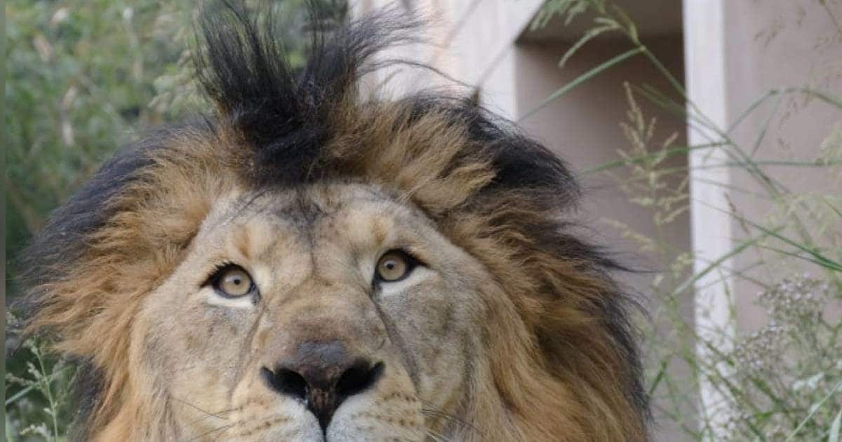 Lucknow Zoo The exercise to bring new animals to the zoo has started ...