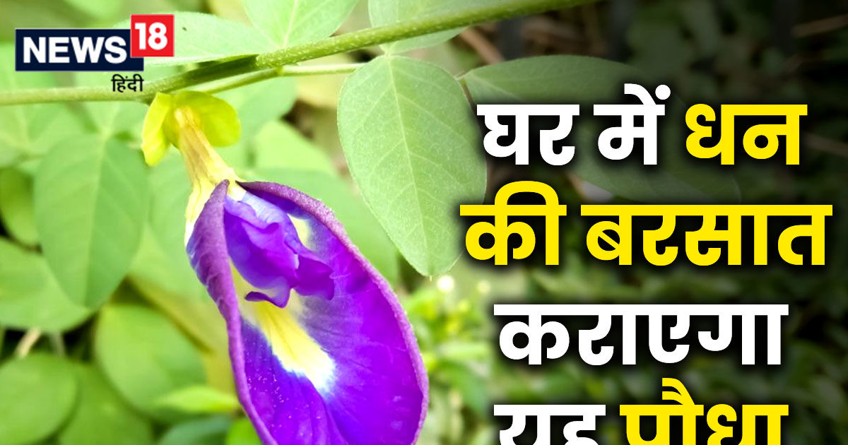 घर के पूर्व दिशा में लगाएं यह पौधा, धन की होगी बरसात, दूर करेगा तंगी ...