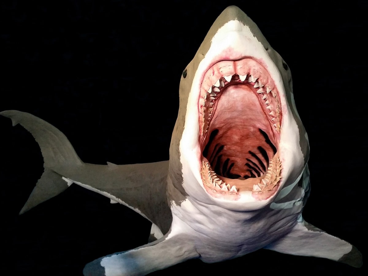 Megalodon extinction scientists get new clue reason lies in their warm ...