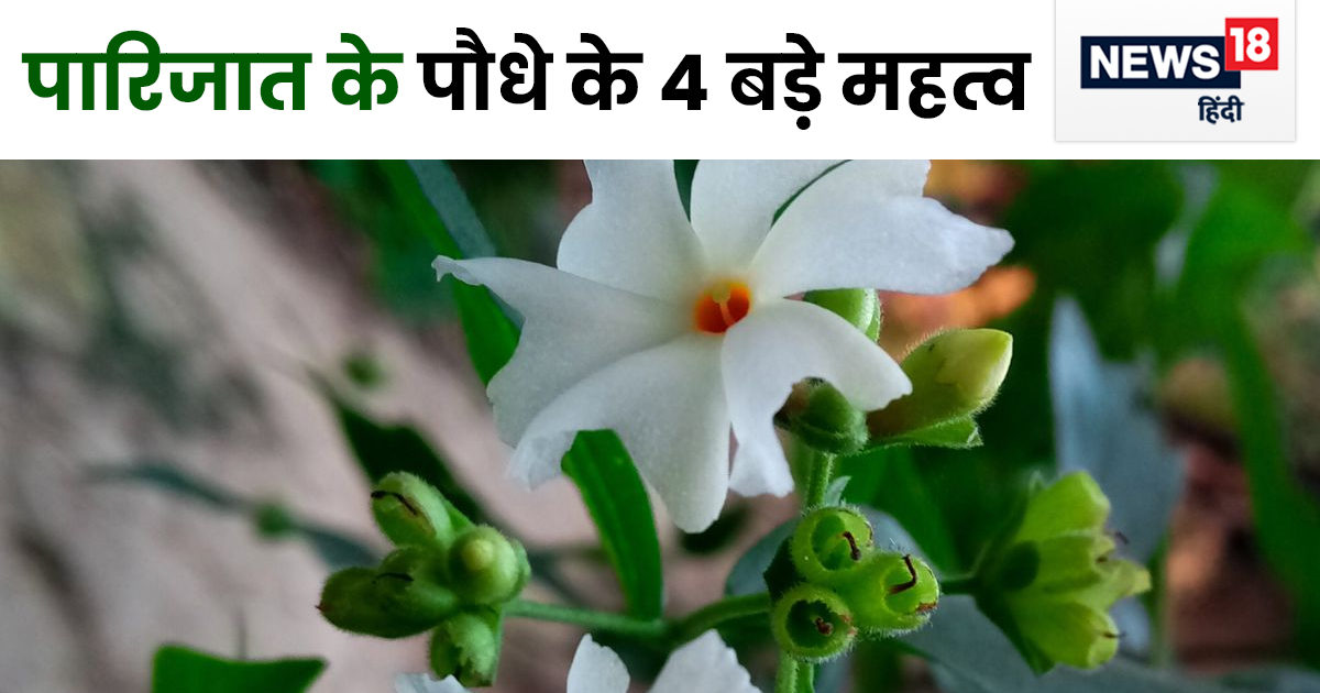 घर में जरूर लगाएं यह सुगंधित पौधा, हो जाएंगे मालामाल, आर्थिक संकट होंगे ... घर में जरूर लगाएं यह सुगंधित पौधा, हो जाएंगे मालामाल, आर्थिक संकट होंगे ...