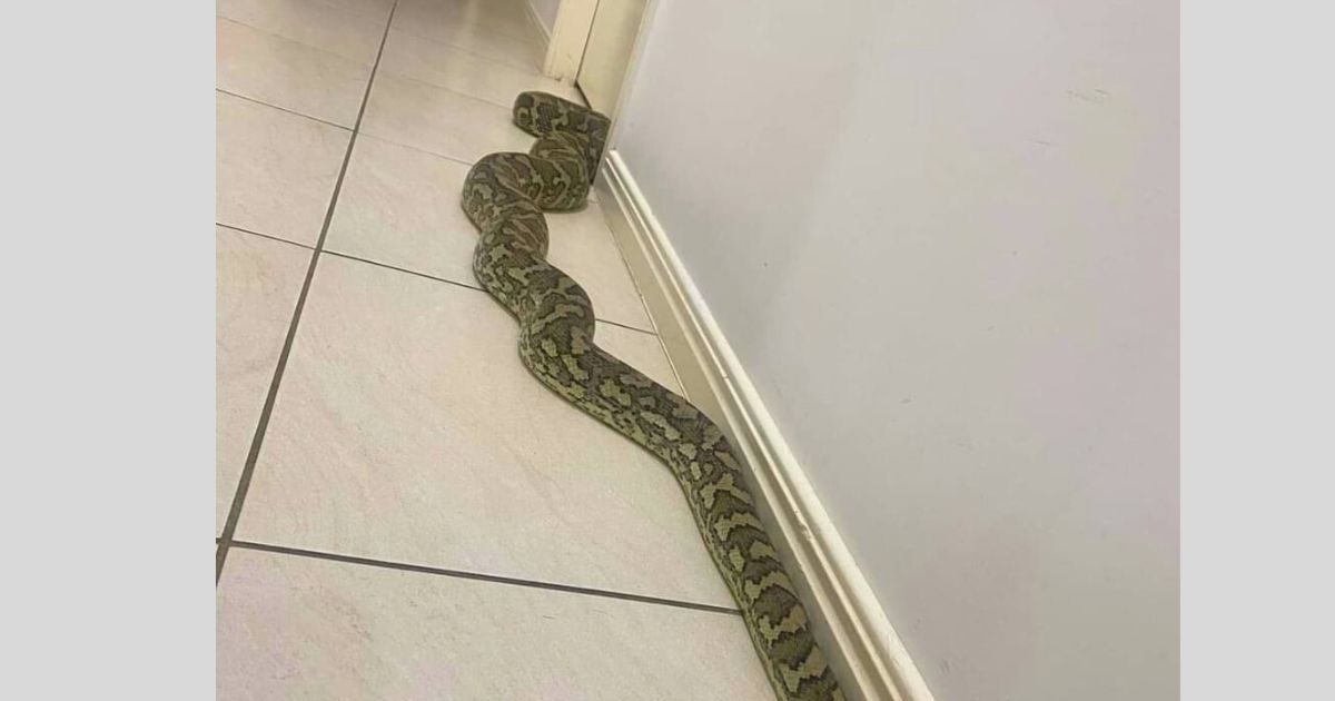 घर खुला रखना खतरे से खाली नहीं, आधी रात घुस आया 8 फुट का अजगर, देखकर ...