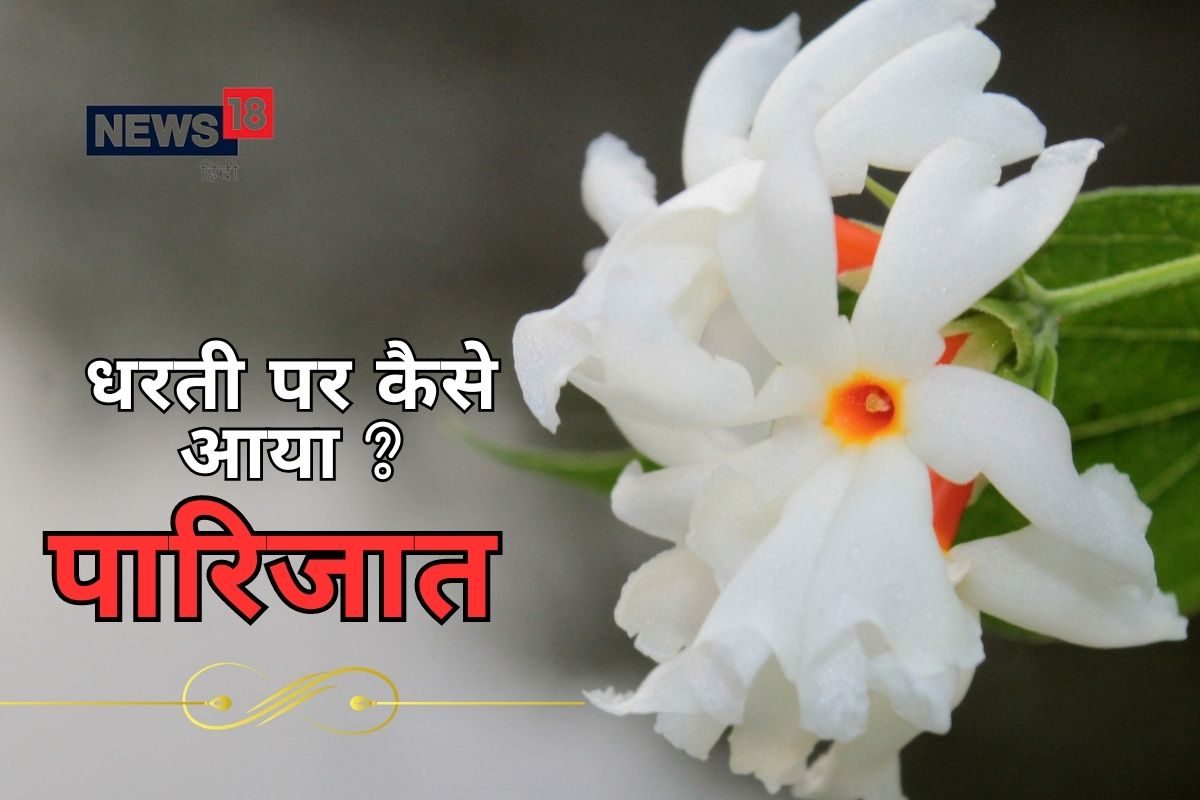 Parijata Flower Information In Hindi | Best Flower Site
