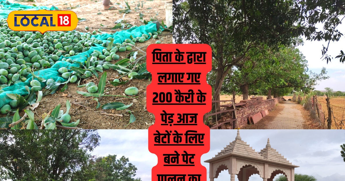 Karauli: 40 साल पहले लगाए थे 200 कैरी के पेड़, पिता मृत्यु के बाद आज ...