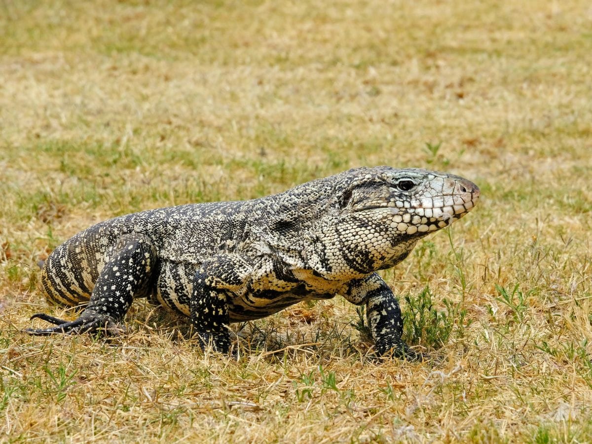 शहरी समाज की संवेदनहीनता और अमानवीयता का यथार्थ है उदय प्रकाश की कहानी ...