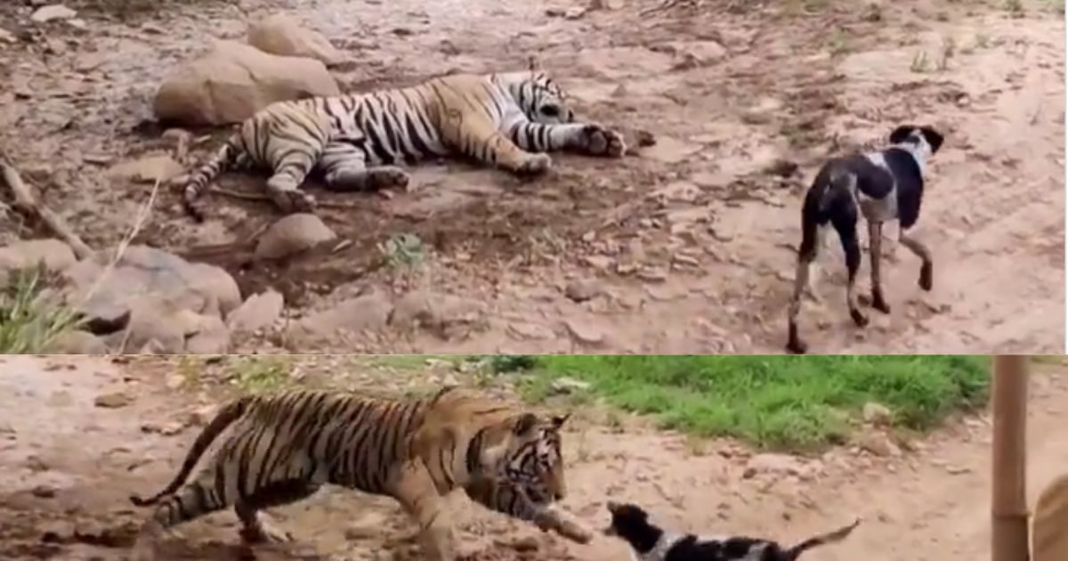 Viral Video: सोते टाइगर को छेड़ने की गलती कर बैठा कुत्ता, गुस्साए ...