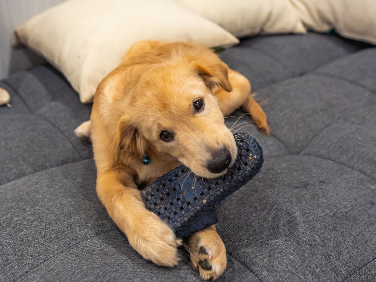 अब आपकी चप्पल चबाने से पहले सौ बार सोचेंगे कुत्ते! कंपनी ने बनाई ऐसी ...