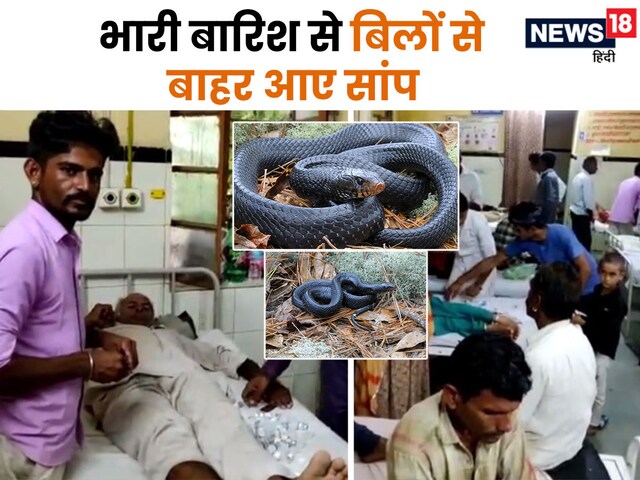 सांपों ने एक ही रात में 19 लोगों को काटा, सहम गए ग्रामीण, अस्पताल में मची अफरातफरी - Rajasthan ...