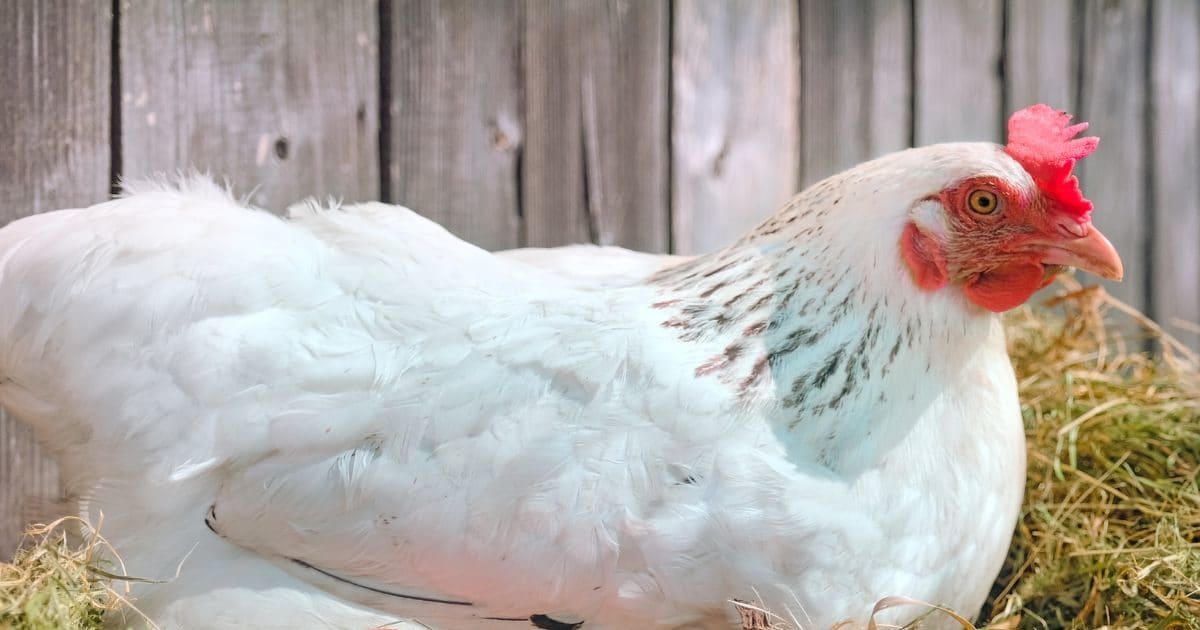 पहले अंडा आया या मुर्गा? जिस पहेली ने इतना उलझाया, आखिरकार वैज्ञानिकों ने उसे सुलझाया... - What ...