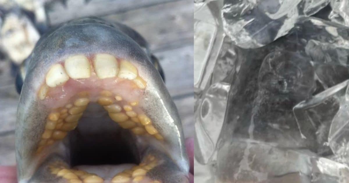 Human Like Fish: समंदर से निकली विचित्र मछली, मुंह में हैं इंसानों जैसे ...