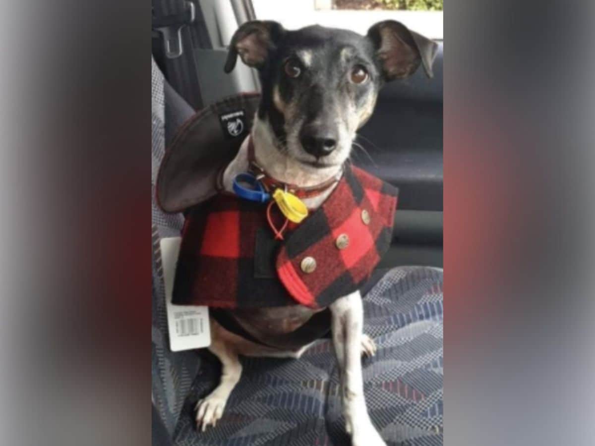 Headless Dog Photo: बिना सिर वाले कुत्ते की तस्वीर देख चकराया दिमाग ...