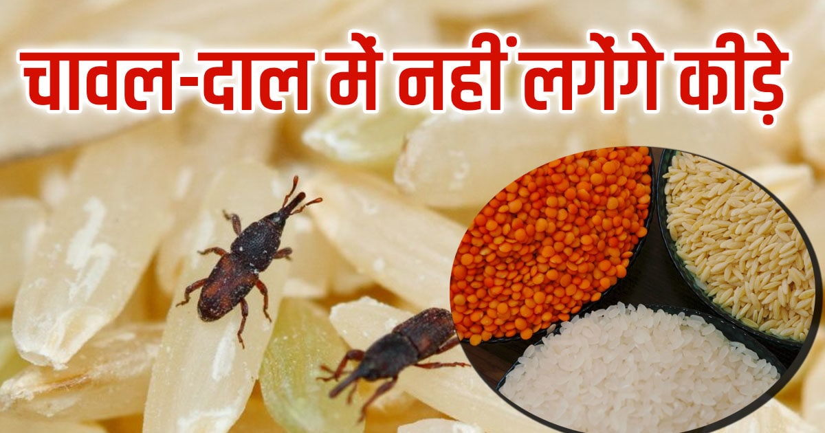 चावल-दाल में लग जाते हैं कीड़े, स्‍टोर करते वक्‍त लगाएं ये 4 जुगाड़ ...