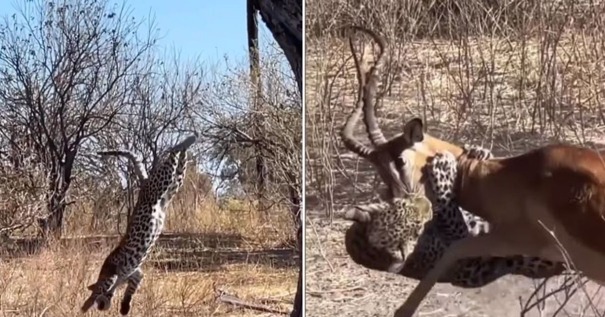 Viral Video: आसमान से मौत बनकर गिरा तेंदुआ, दबोच ली हिरण की गर्दन, फिर ...