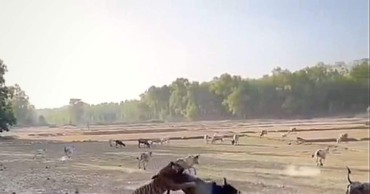 Tiger Attack Video: घास खा रही गाय पर झपटा बाघ, लंबी छलांग लगाकर दबोचा ...