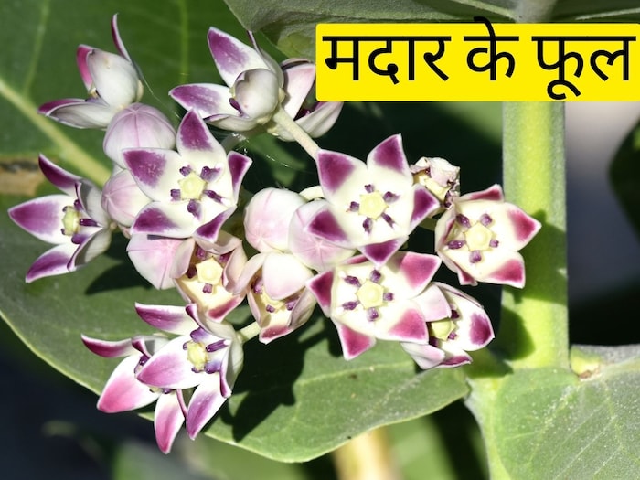 भगवान शिव को प्रिय हैं ये 5 फूल, सोमवार के दिन इस विधि से करें अर्पित ...