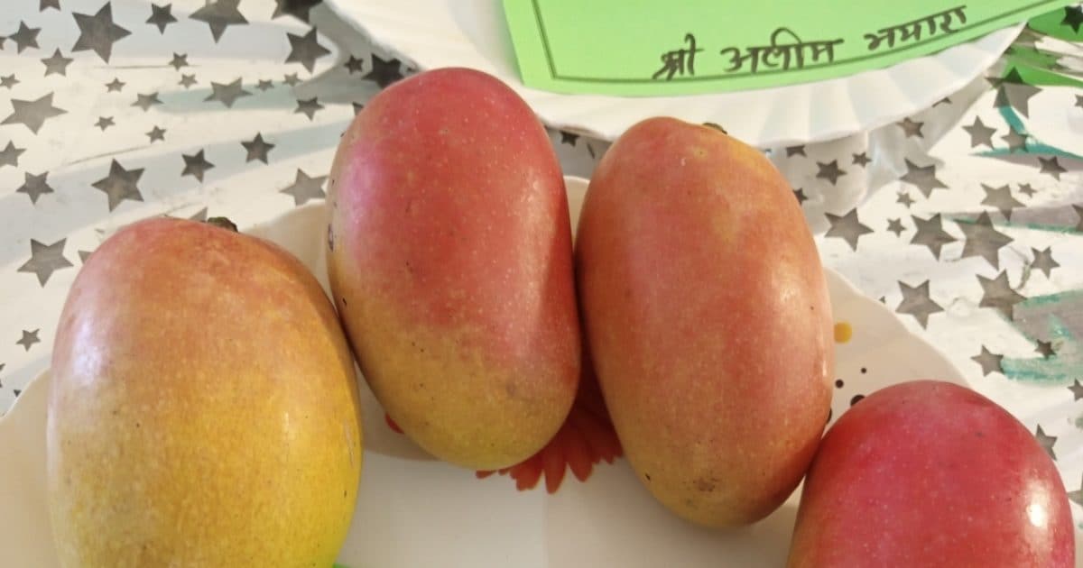 बाराबंकी महोत्सव में आम की सैकड़ों प्रजातियों की प्रदर्शनी, यह आम रहा ...