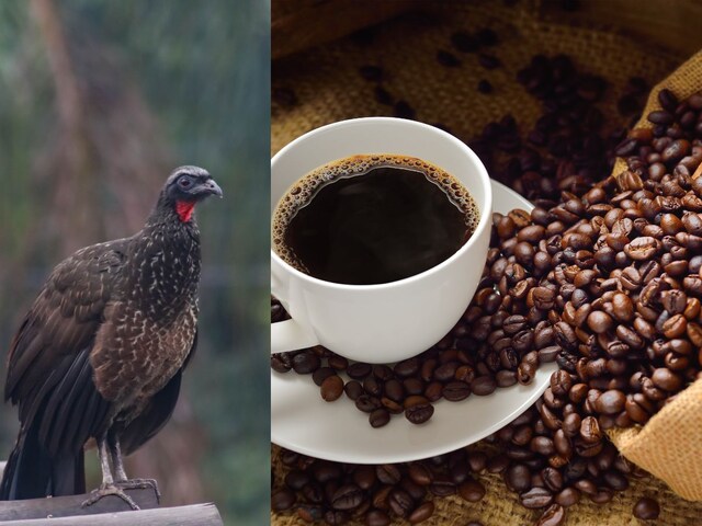 Bird Poop Coffee Why Coffee Pooped Out Of A Brazilian Bird Sells For
