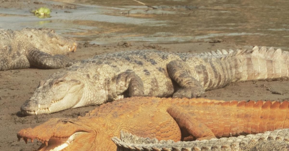 Orange Crocodile: यहां दिखे नारंगी मगरमच्छ! रंग ने वैज्ञानिकों को किया ...