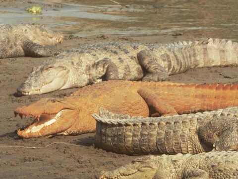 Orange Crocodile: यहां दिखे नारंगी मगरमच्छ! रंग ने वैज्ञानिकों को किया ...