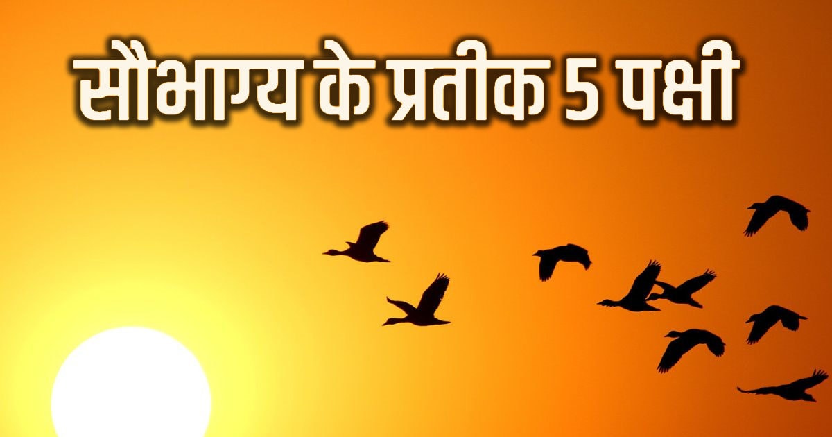 पाना चाहते हैं तरक्की, घर की इस दिशा में लगाएं 5 तरह के पक्षियों की ...