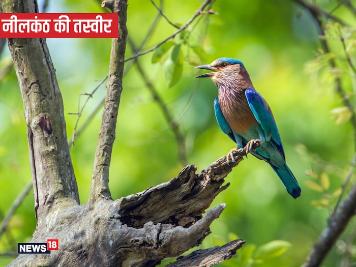 पाना चाहते हैं तरक्की, घर की इस दिशा में लगाएं 5 तरह के पक्षियों की ...