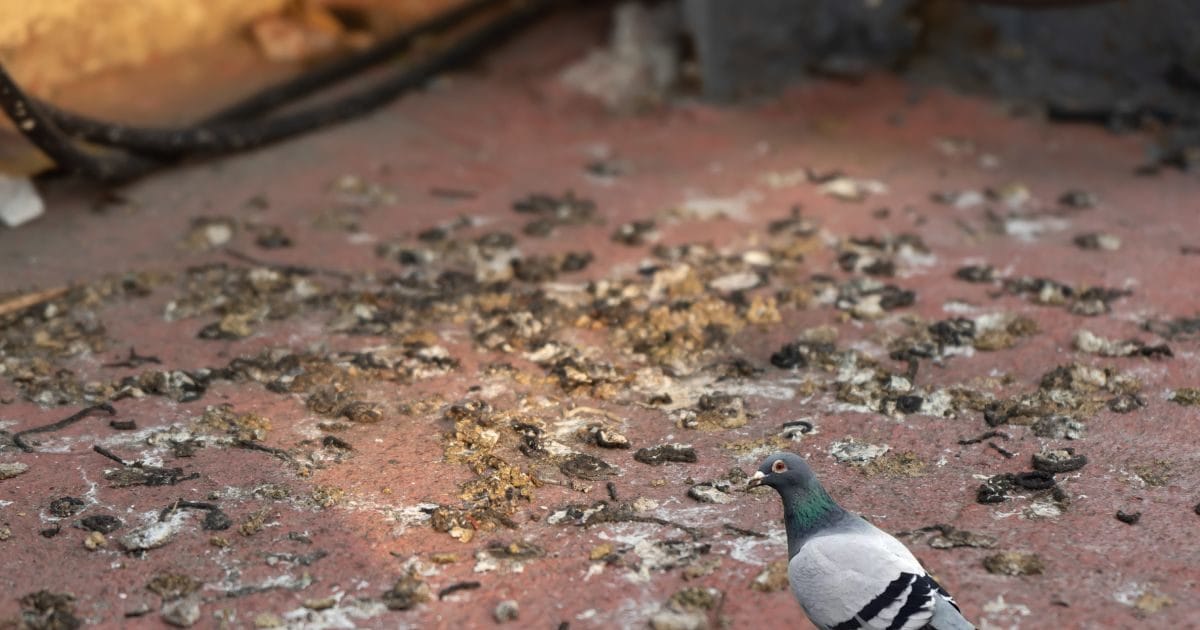 कबूतरों की बीट से गंदा हो गया बालकनी का फर्श, सफाई के 5 तरीके करें ...