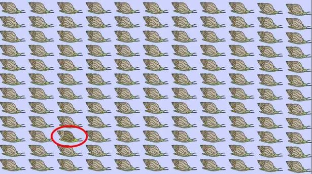 तस्वीर में कहां छिपा है ऑड स्नेल, 7 सेकंड में ढूंढने का है चैलेंज, पूरा ...