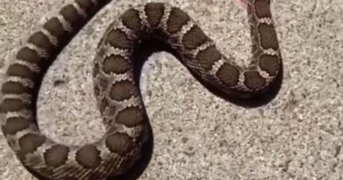 Viral Video: धड़ से अलग हुआ सांप का सिर, फिर भी बची रह गई जान, अपने ही ...