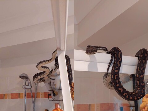 Snake in Bathroom: शावर के ऊपर बैठा था विशाल अजगर, नजर पड़ी तो चकराया ...