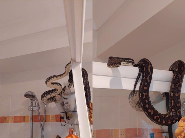 Snake in Bathroom: शावर के ऊपर बैठा था विशाल अजगर, नजर पड़ी तो चकराया ...