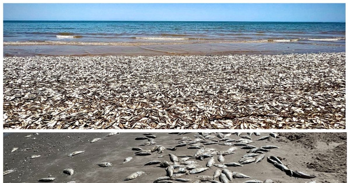 Dead Fish in Texas: समुद्र किनारे मरी हुई मछलियों का अंबार, ना जहर दिया ना पानी से निकाला, फिर ...