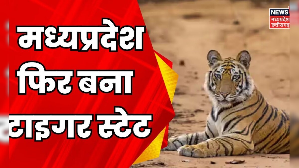 MP News: मध्यप्रदेश फिर बना Tiger State | Breaking News | Latest News ...