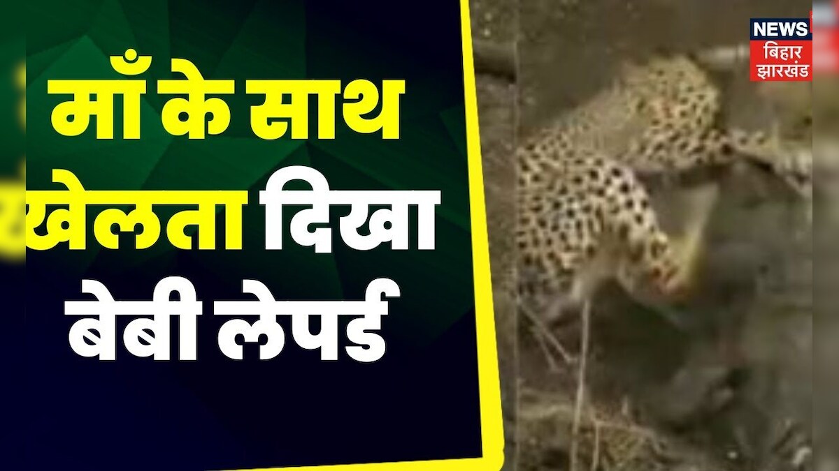 Ranchi Zoo Viral Video : माँ के साथ खेलता दिखा बेबी लेपर्ड। Ranchi Zoo Leopard | Leopard Viral ...