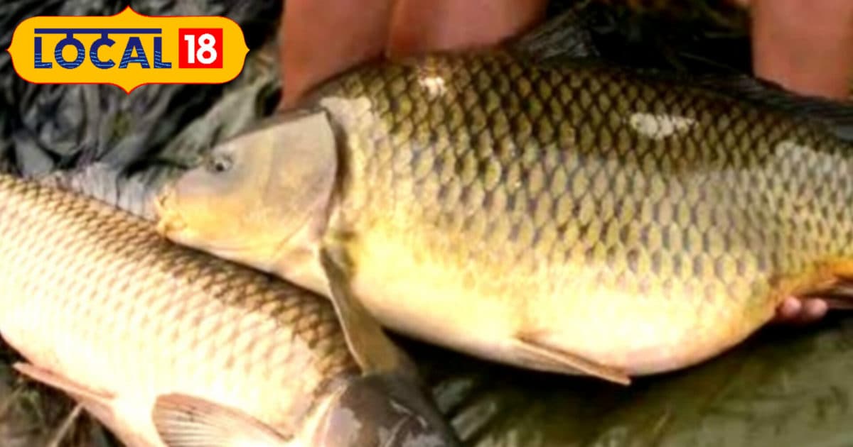 मछली पालन से समस्तीपुर का यह शख्स बना मालामाल, 7 वैरायटी की मछली से हर ...